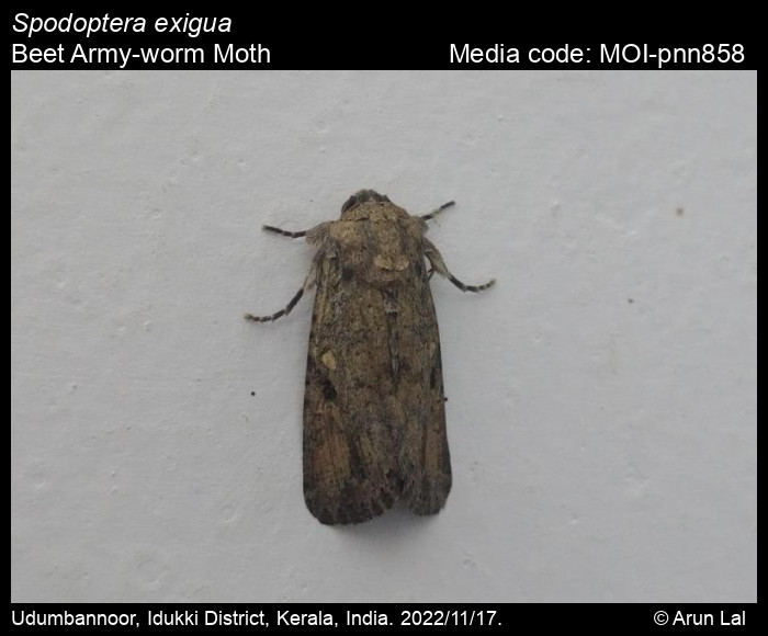 Spodoptera exigua (Hübner, [1808]) - Beet Army-worm Moth | Moths